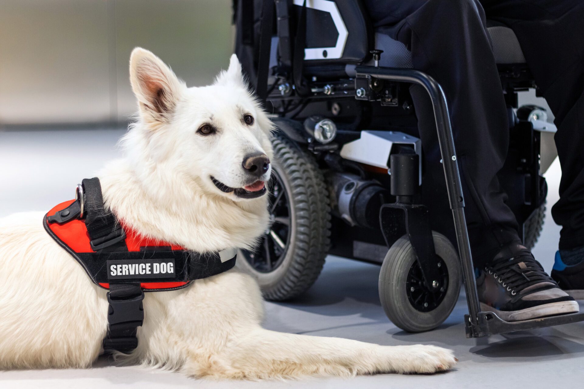 Accessibility - St. Louis Volunteer Lawyers and Accountants for the Arts